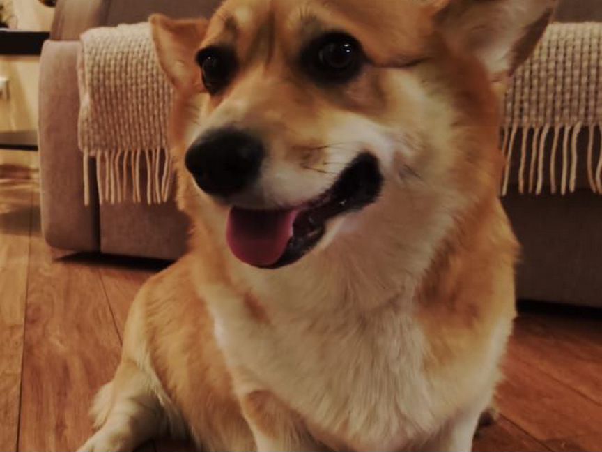 Щенки вельш-корги пемброк