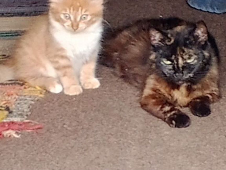 Отдам котика в добрые руки