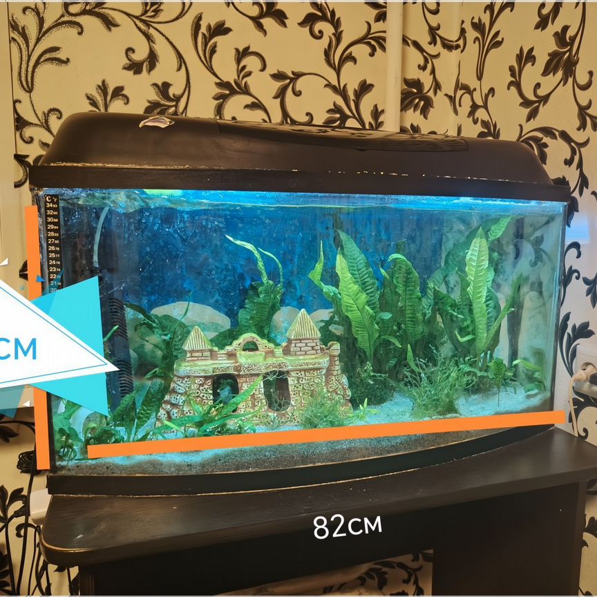 Аквариум панорамный 120 литров и 3 попугая