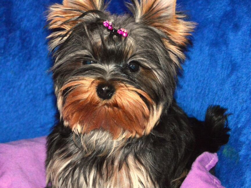 Йоркширский терьер мальчик беби фейс РКФ