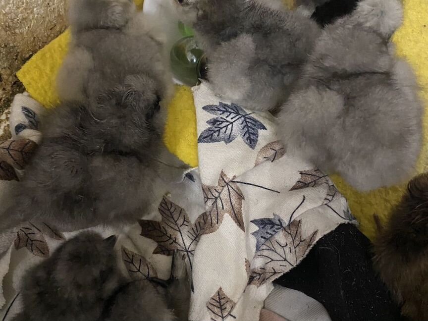 Цвплята китайские шелковые разного возраста, инк я