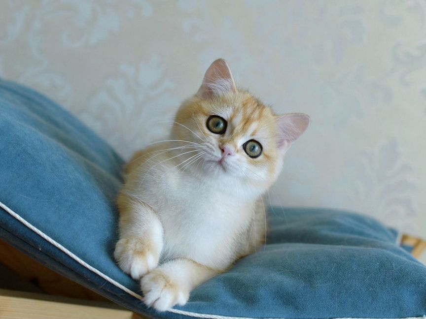 Британские котята золотая шиншилла