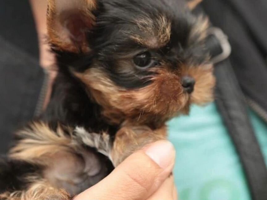 Йоркширский терьер