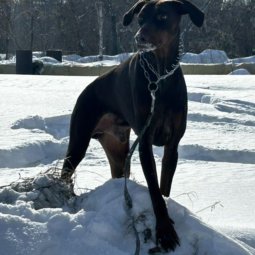 Доберман, взрослый пёс