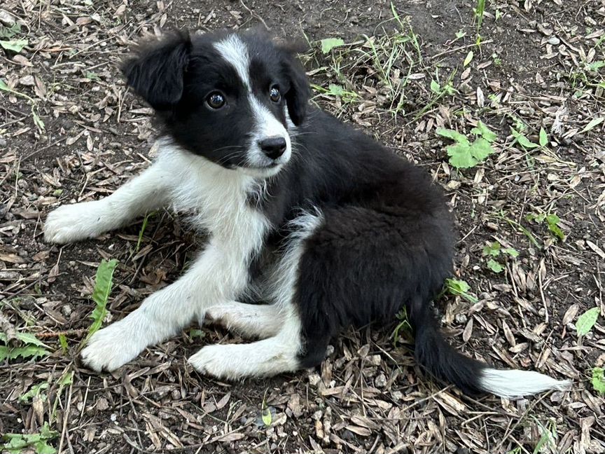 Пастушья собака