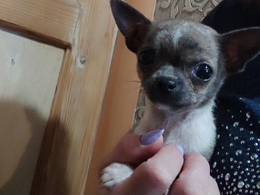 Малыш чихуа тигровый мини