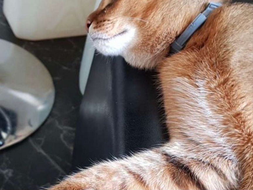 Чаузи. Котята