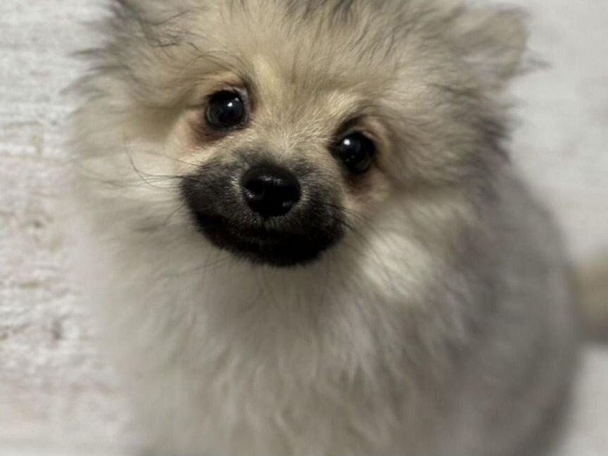 Немецкий шпиц