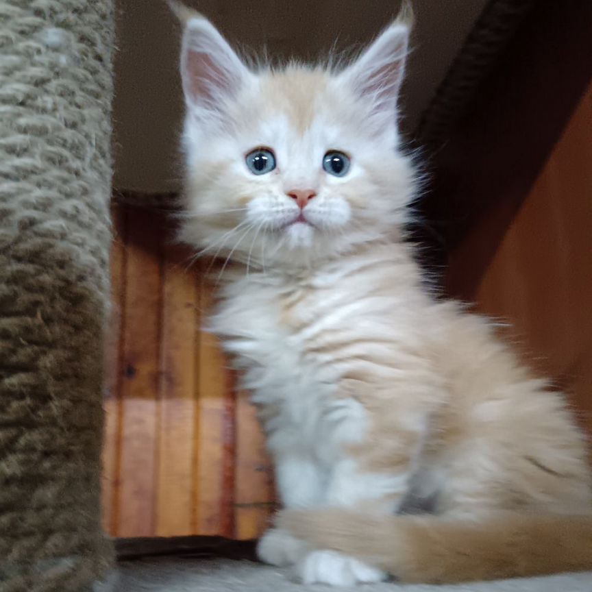 Мейн-кун котёнок