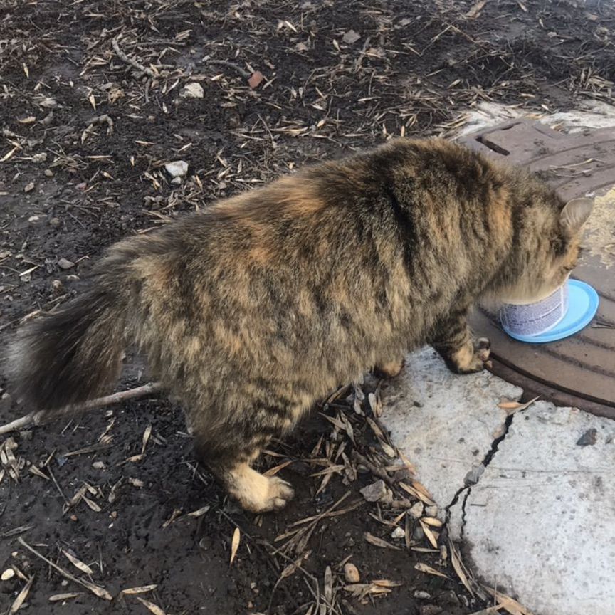 Кошка с купированным хвостом