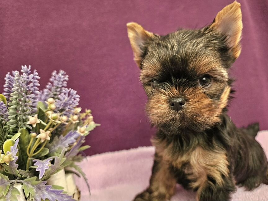 Изумительный малыш