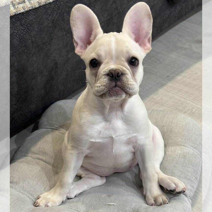 Французский бульдог, щенок