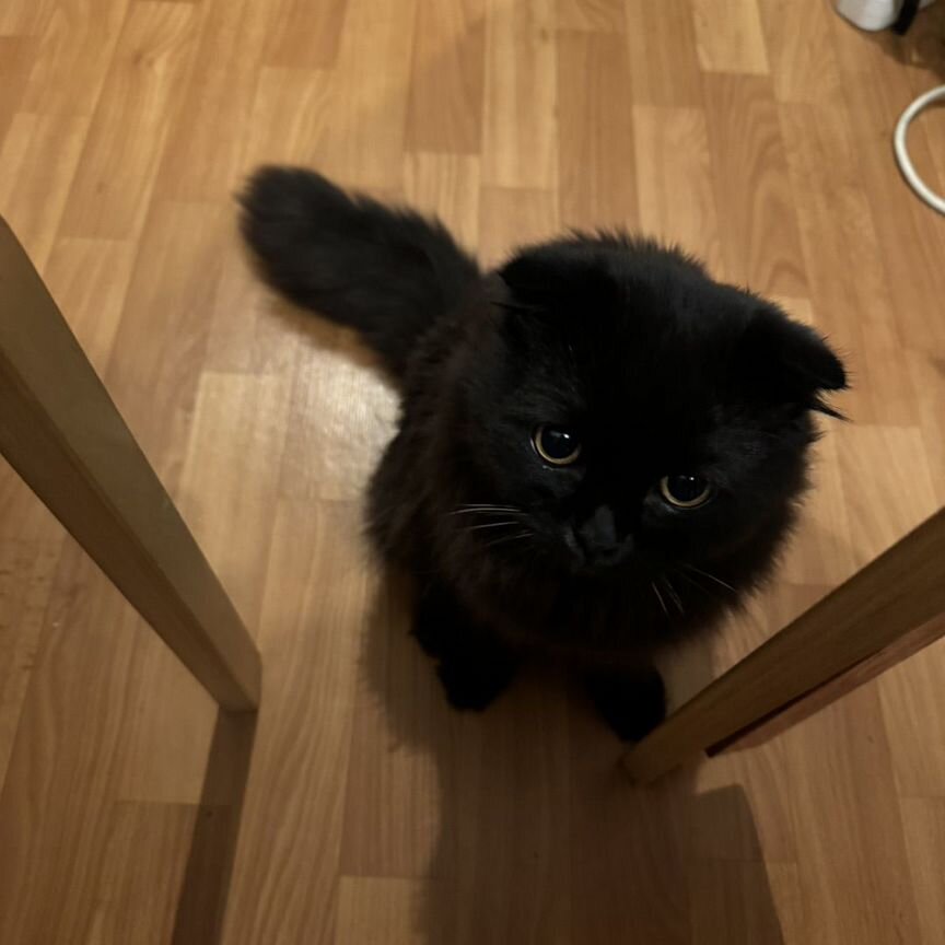 Котик в добрые руки