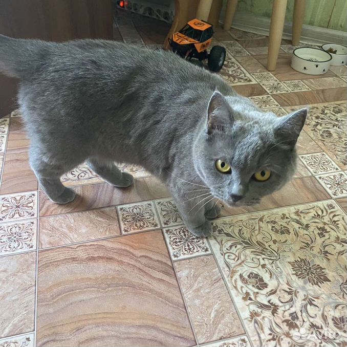 Британская кошка 7 лет