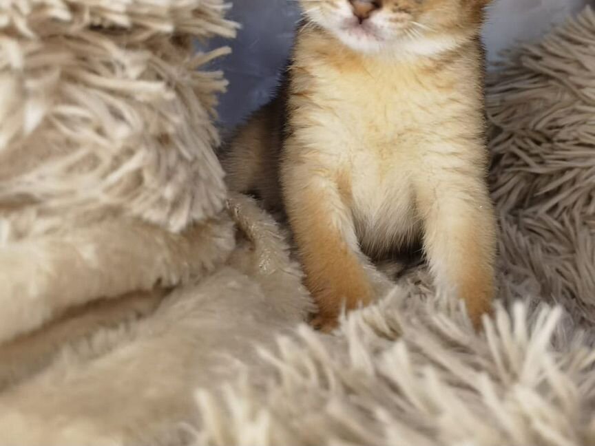 Крутая абиссинская малышка с документами