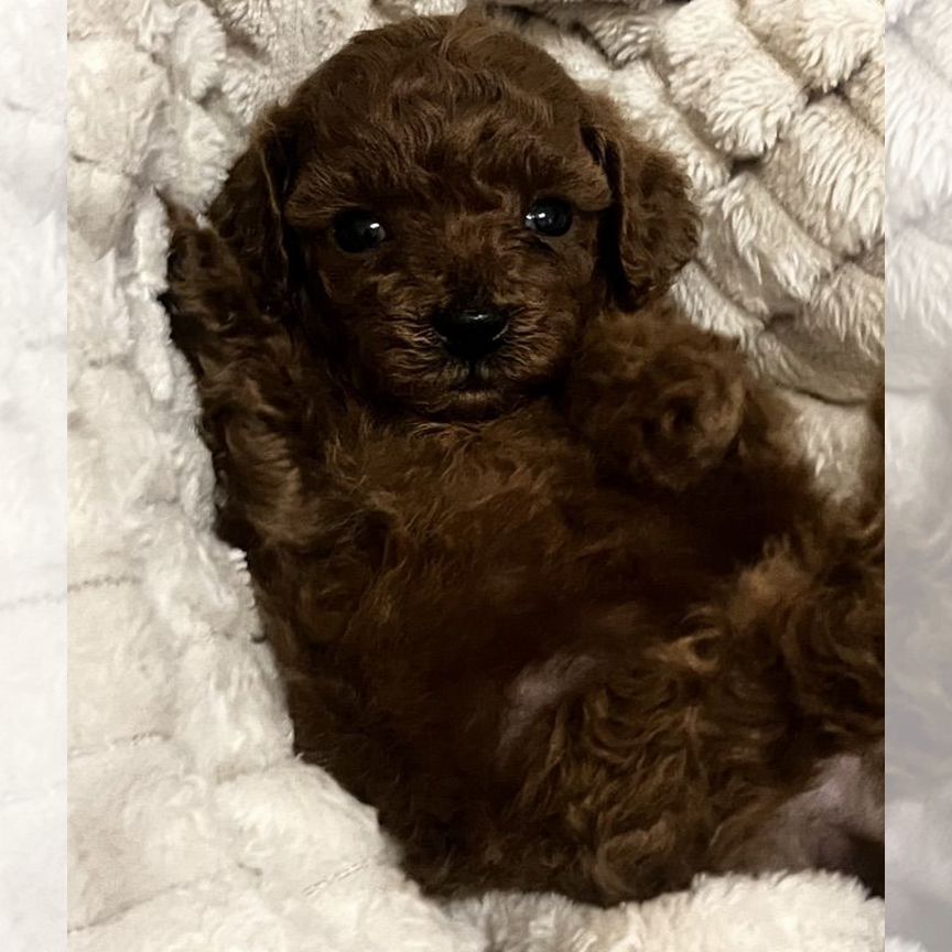 Тедди пудель девочка, 2 месяца, Китай