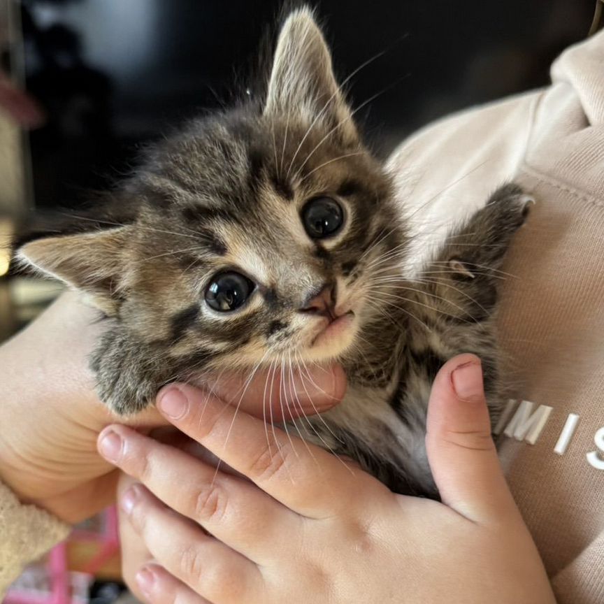 Котенок в добрые руки