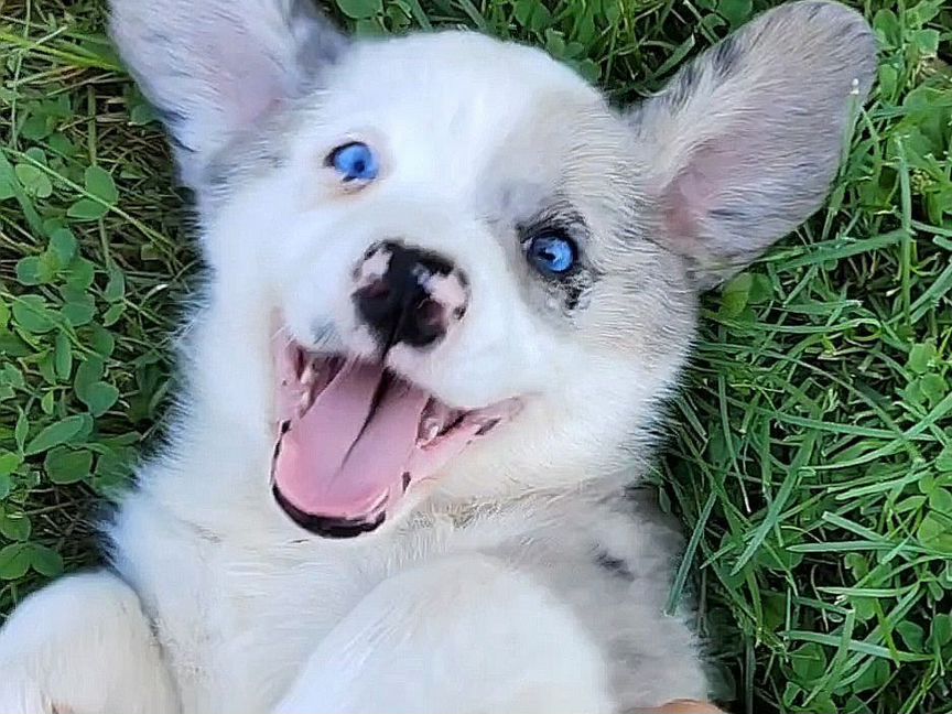 Кардиганчик коржик Инджи