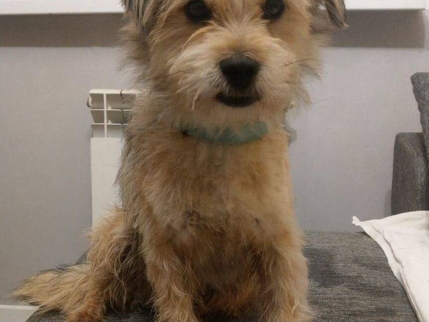 Собака в добрые руки