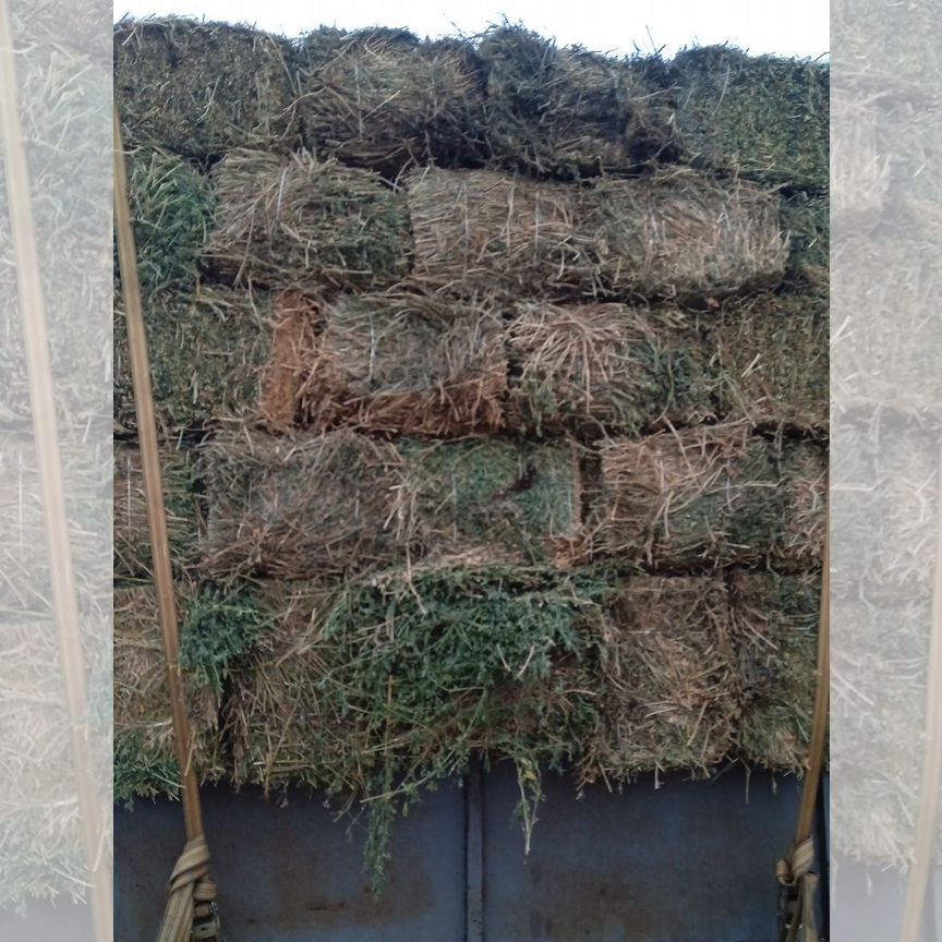 Люцерна в тюках