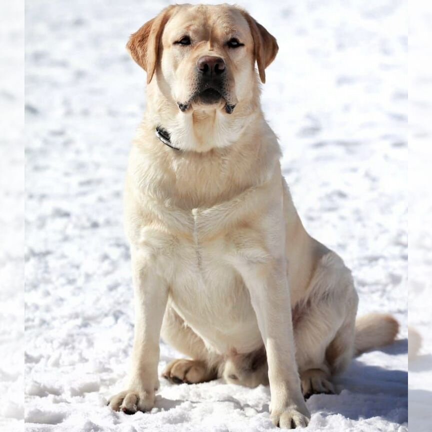 Кобель Лабрадора вязка