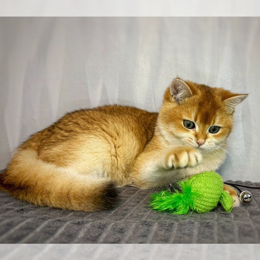 Британский короткошёрстный котёнок