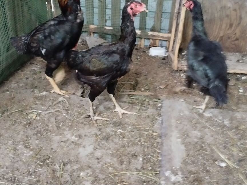 Инкубационное яйцо о шамо