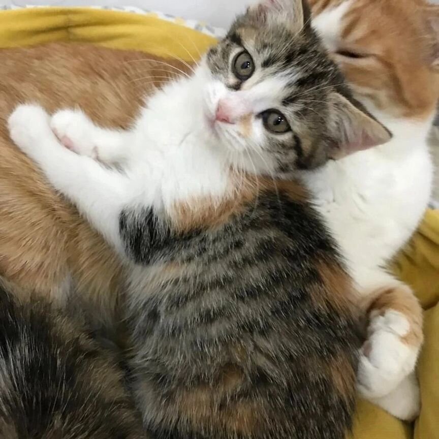 Котёночек летит на самолёте искать дом