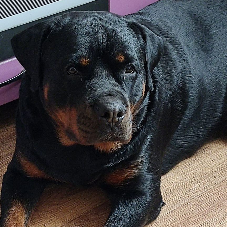 Ротвейлер, щенок