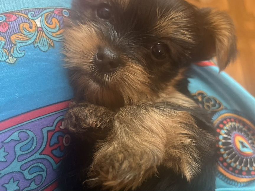 Йоркширский терьер щенки девочка