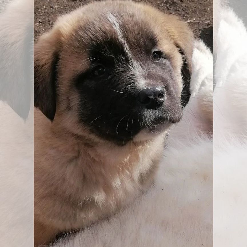 Американская акита, щенок