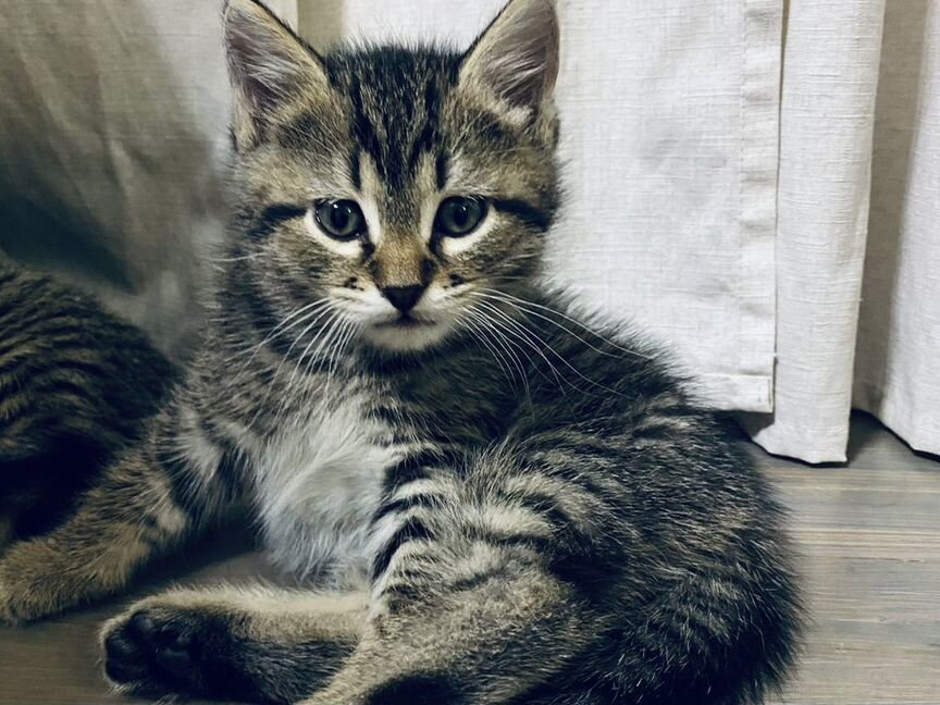 Котики бесплатно в добрые руки