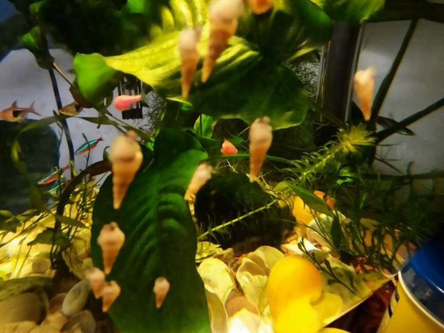 Улитки мелании, кладофора шаровидная