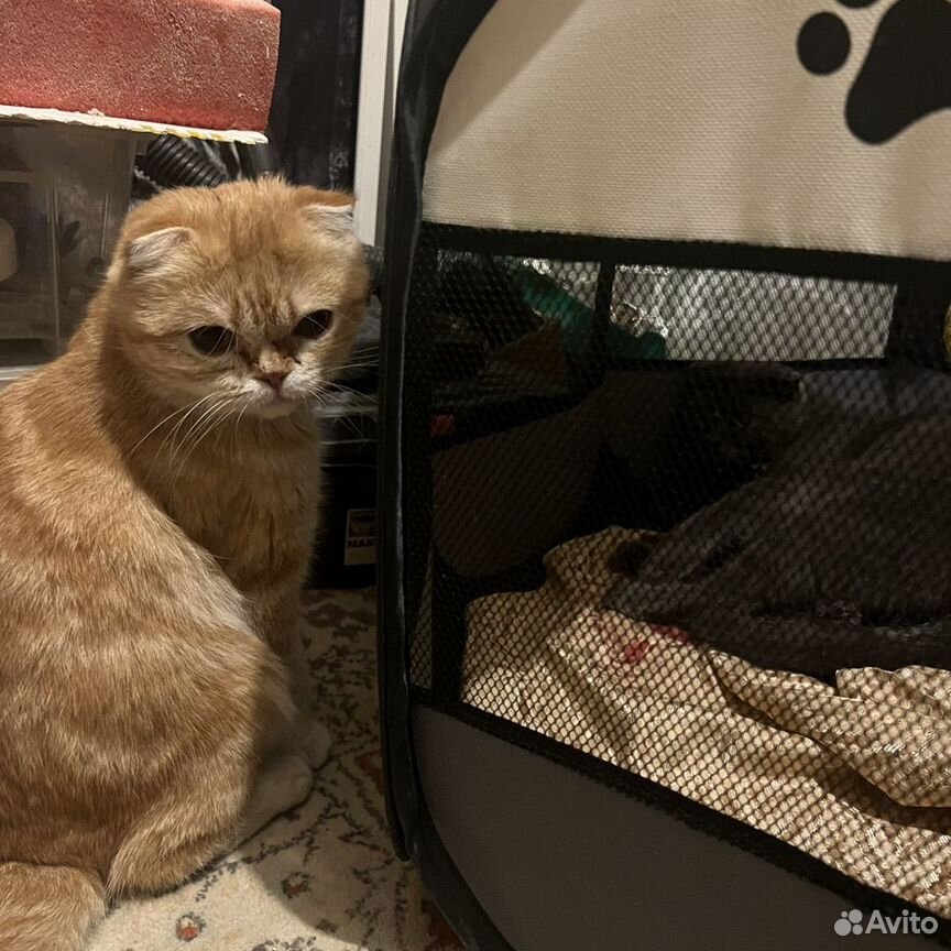 Британка вислоухая