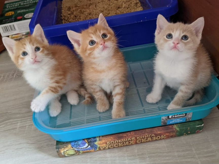 Рыжие котята в добрые руки