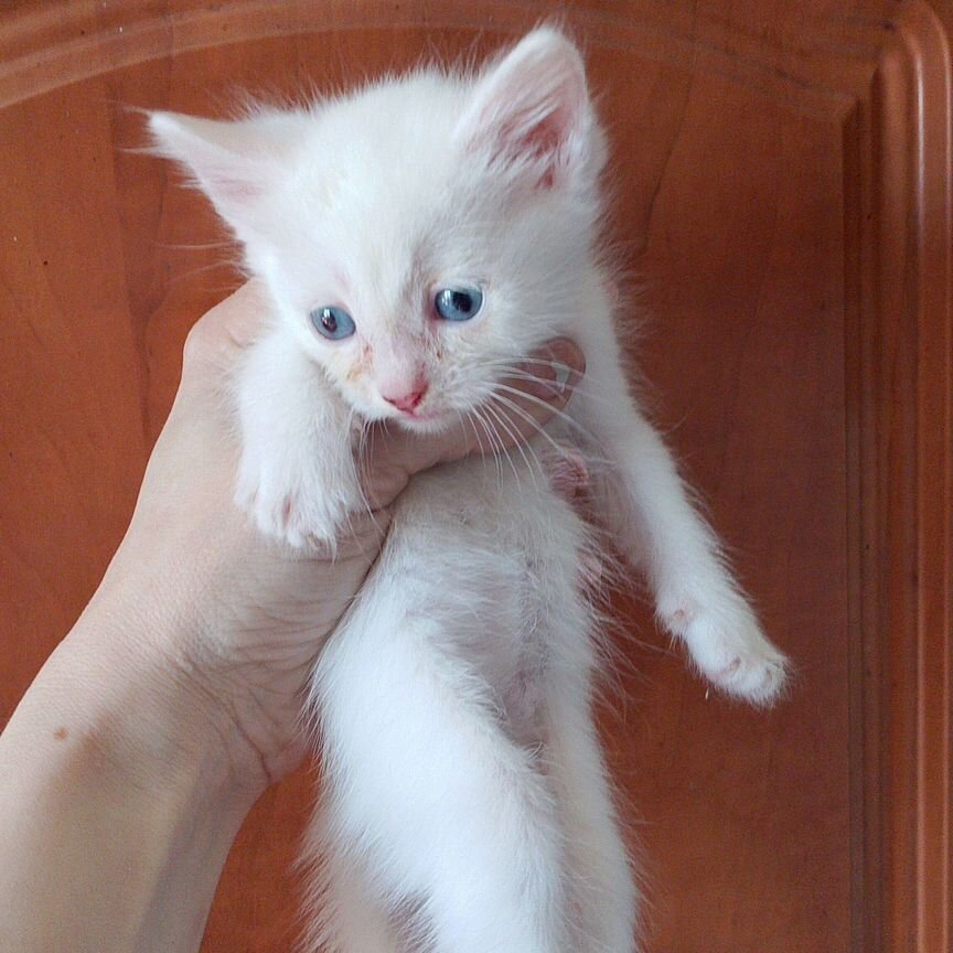 Коты, отдам бесплатно