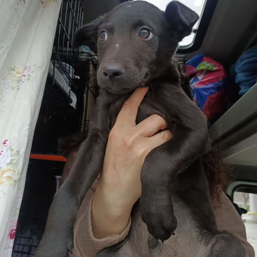 Щенок в добрые руки