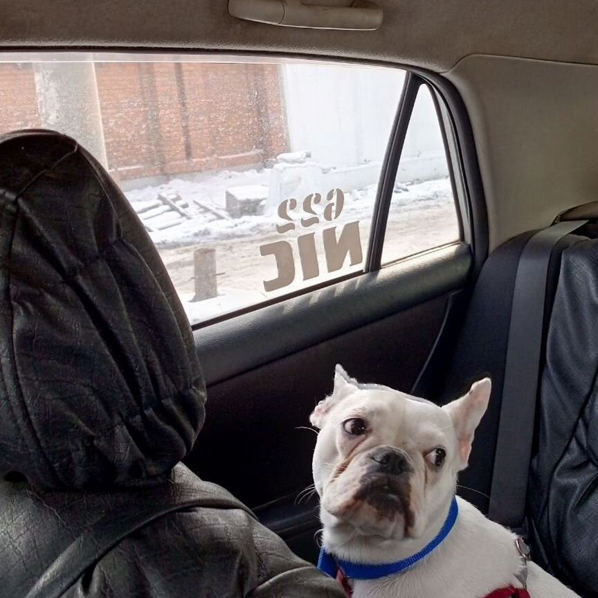 Французский бульдог