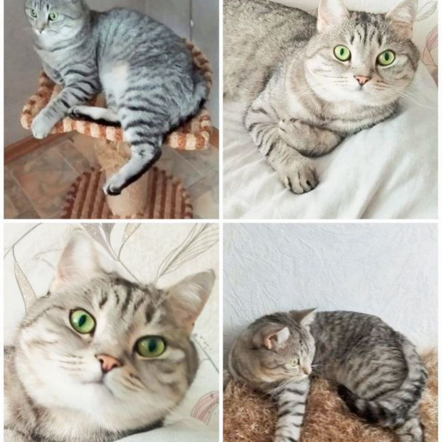 Кошечка