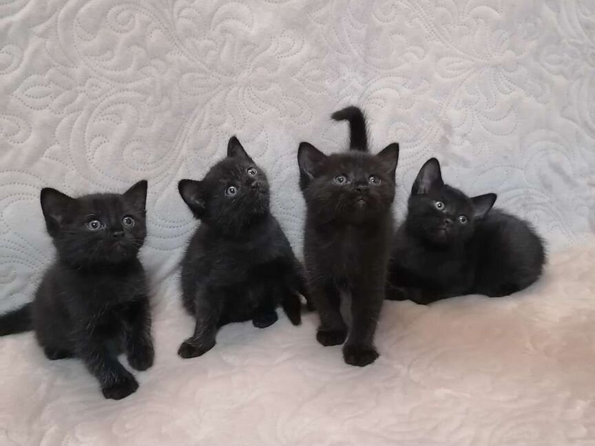 Четыре чёрненьких, чумазеньких чертёнка