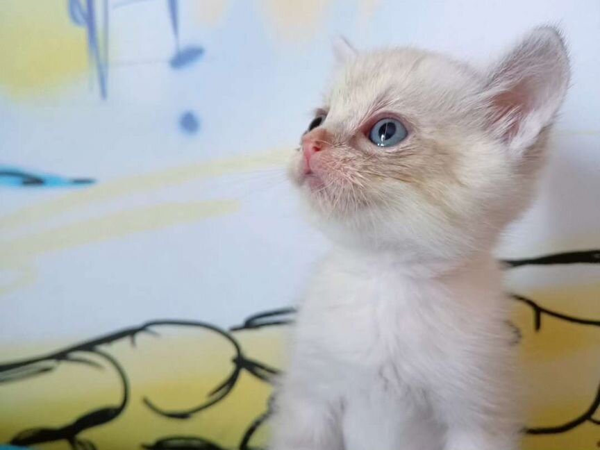 Котята скотиш страйт