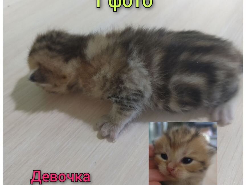 Шотландские котята