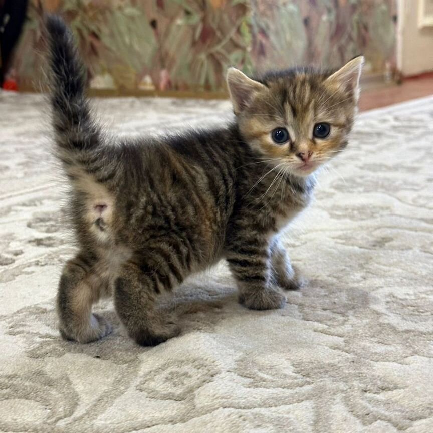 Котенок девочка