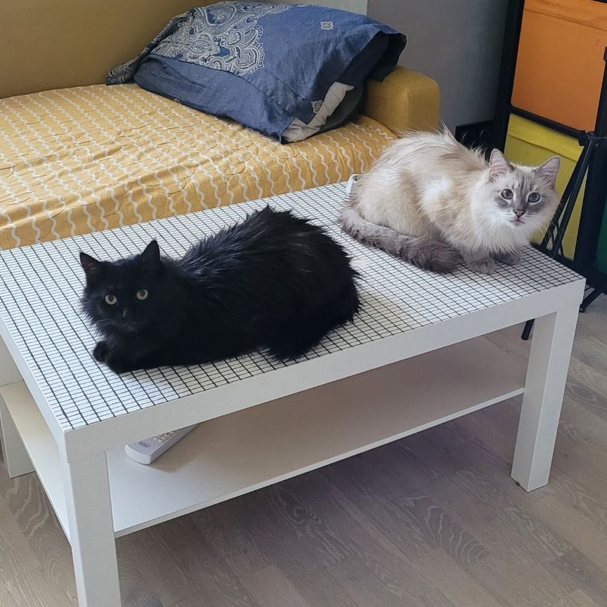 Невский маскарадный, взрослый кот