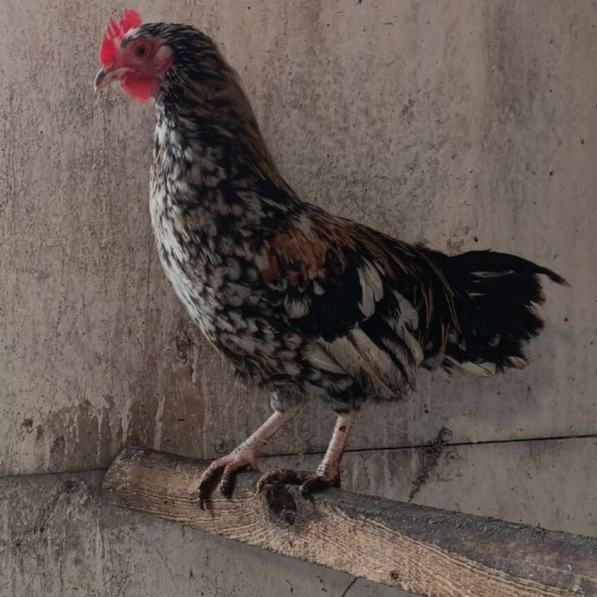 Куры бентамки