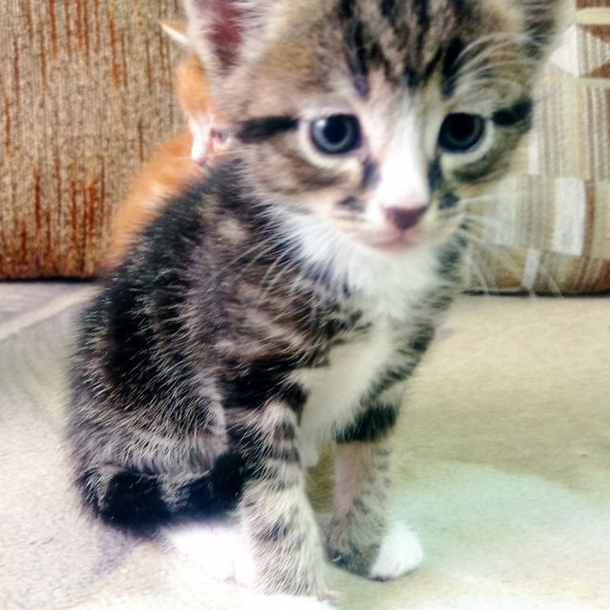 Котёнок от частного владельца