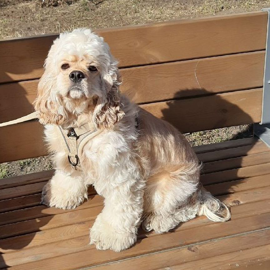 Американский кокер-спаниель, щенок