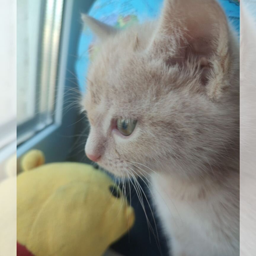 Котёнок в добрые руки