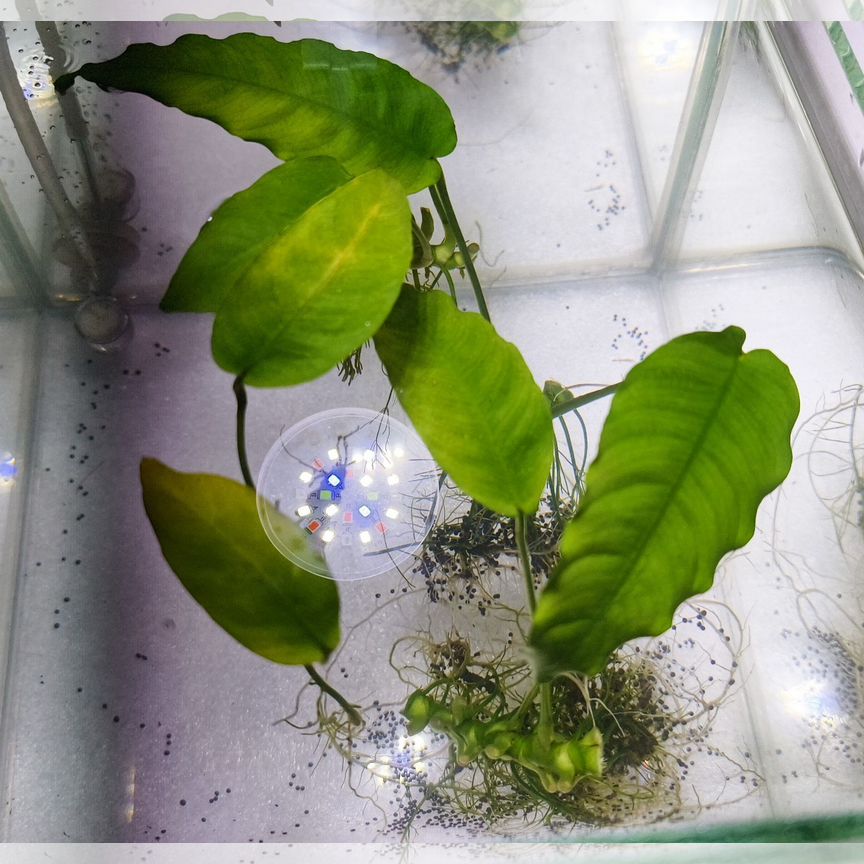 Аквариумное растение, Анубиас