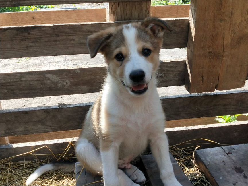 Щенки-мальчики в дом и квартиру